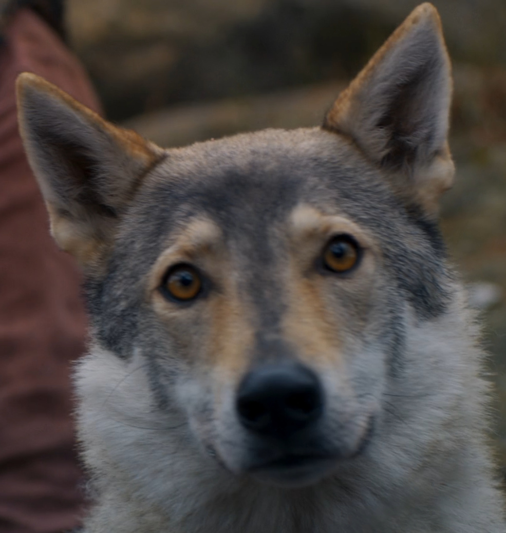 Encyclopaedia WoT: Hopper.png